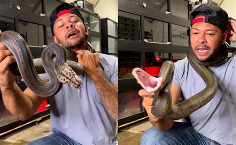 VIDEO अजगर क छडन शखस क पड भर गसस म तलमलकर दबच लय गल dangerous python