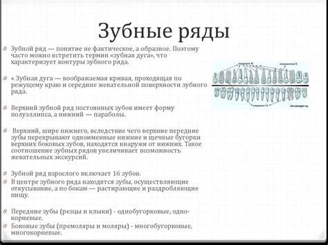 Строение зубных дуг, рядов - презентация онлайн