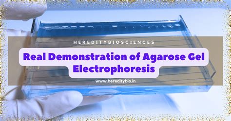 The Real Demonstration Of Agarose Gel Electrophoresis Heredity Bioscience