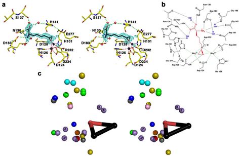 A Stereoview Of A Simulated Annealing Gradient Omit Map Showing 3 Download Scientific Diagram