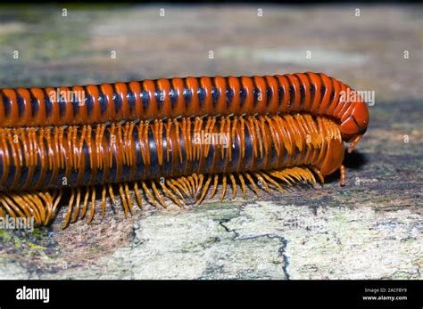 Class Diplopoda Examples