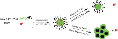 Schematic Representation Of The Complexation And Release Of Dox From Download Scientific