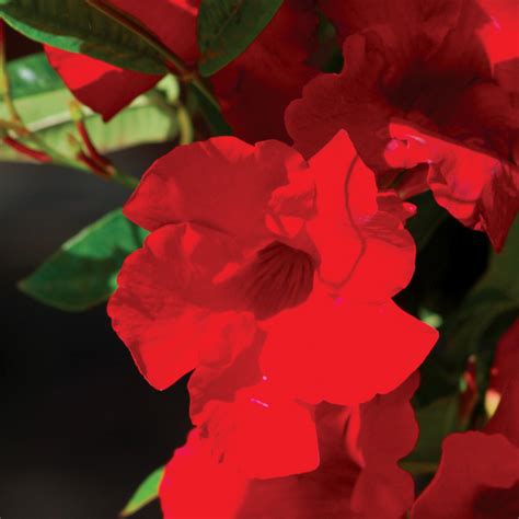 Oasis Horticulture Sun Parasol Giant Red Emperor