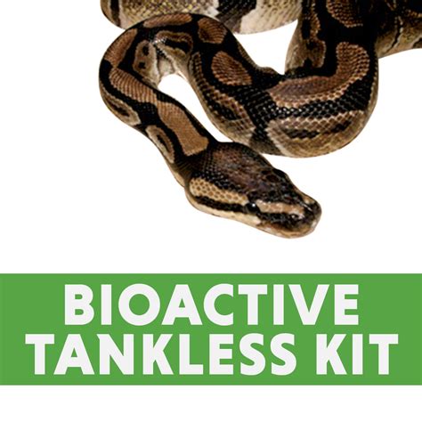 Ball Python Bioactive Tankless Kit For 4x2x2 Enclosure Zen Habitats