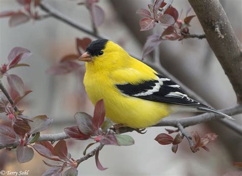 American Goldfinch Spinus Tristis Species Information Range Map