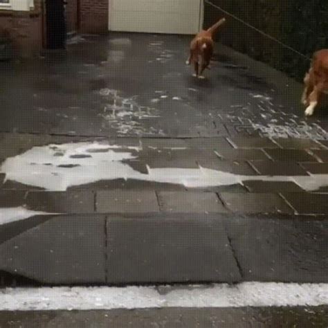 Ruh Roh Raggy Via R Funny Pic