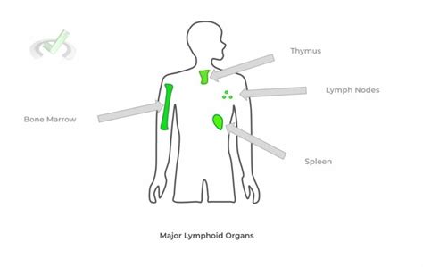 Immune Systems On The Mcat Medlife Mastery