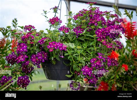 Growing Gorgeous Trailing Verbena In Hanging Baskets