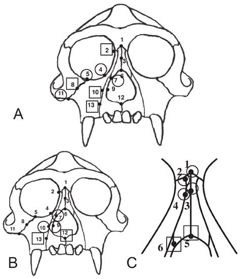 Modularity Hypotheses Testing A Download Scientific Diagram