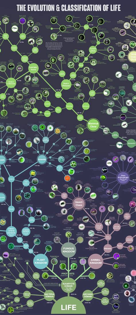 Evolutionary Tree Of Life Poster History Posters Life Science Life