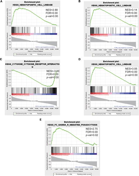 Frontiers Identification Of Hub Genes And Pathways Of Ferroptosis In