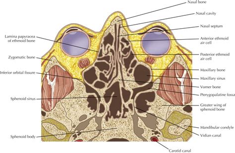 Lamina Papyracea Of The Ethmoid Bone