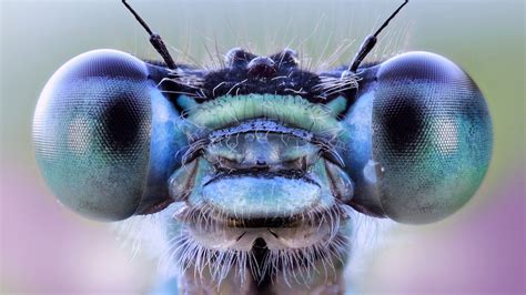 Insect Inspired Ai Vision Breakthrough Revolutionizes Microscopy News For Amigos By Amigos