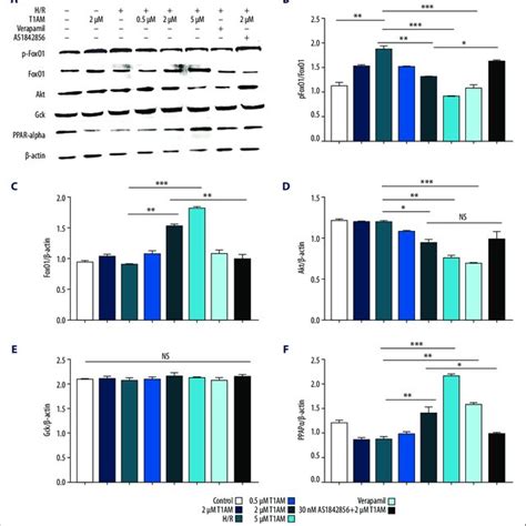 The Ocr Assay Was Used To Observe The Mitochondrial Respiratory