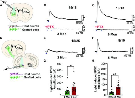Grafted Striatal Neurons Regulate The Activities Of Host Neurons From