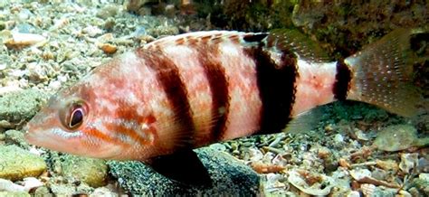 Barnacles Classification Features And Species