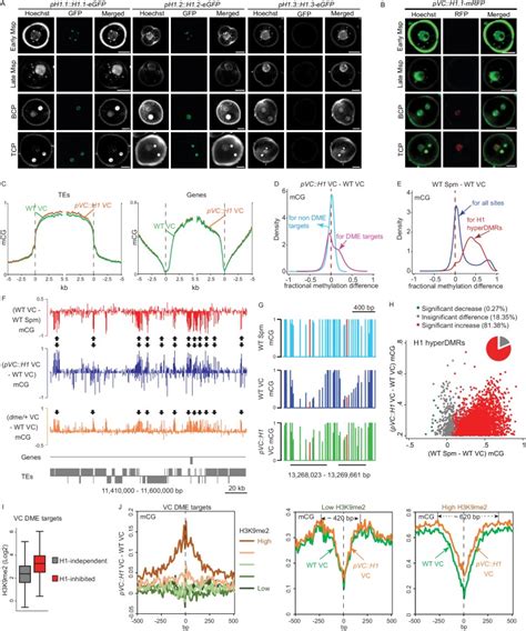 Natural Depletion Of Histone H1 In Sex Cells Causes Dna Demethylation