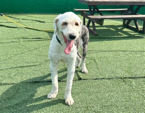 올드잉글리쉬쉽독봉구 강아지책임분양 강아지분양 고양이분양 컴투펫 시츄 셔틀랜드쉽독 말티푸 미니핀 치와와 요크셔테리어 포메라니안 말티즈 분양