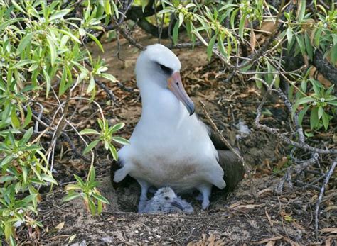Laysan Albatrosses Nest At Midway Atoll Birdnote
