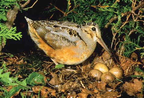 Woodcock Migration Habitat And Diet Britannica