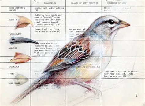 Sparrow Anatomy Sparrow Anatomy