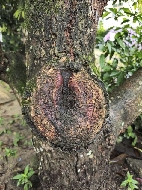 The Cut Part Of The Tree Has Completely Recovered On Its Own It Looks Beautiful And Eye