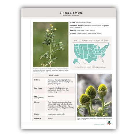Wild Edible Plant Identification Sheet Sets — Creek Stewart