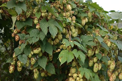Humulus Lupulus