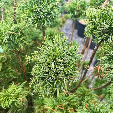 Dwarf Eastern White Pine Tree For Sale Online The Tree Center