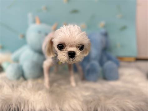 말티즈 단비 사모예드 도베르만 꼬똥드툴레아 진돗개 친칠라 고양이수명 개 차우차우 퍼그 코카스파니엘 빠삐용 베들링턴테리어 페키니즈