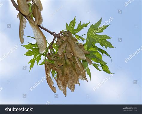 Maple Tree Seed Pods
