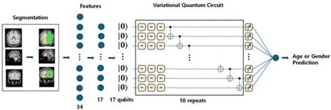 Predicting Brain Age And Gender From Brain Volume Data Using