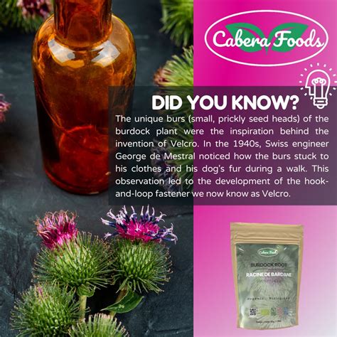 Burdockrootmagic Naturaltreasures Culinarywonders Wellnessjourney Discovernature