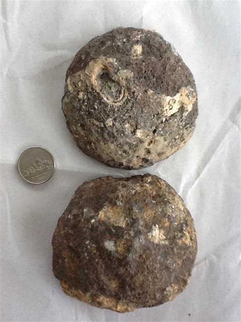 Crinoid Bulb Fossil Id The Fossil Forum
