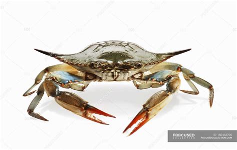 Alive Crabs