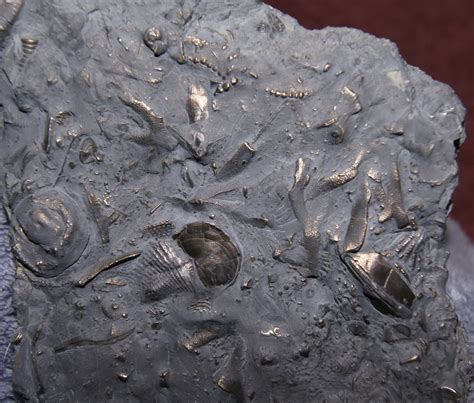 Fossil Hash Plate Crinoid Parts Etc Fossil ID The Fossil Forum