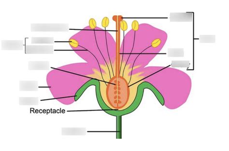 Flower Parts Diagram Quizlet