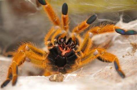 Orange Baboon Tarantula Bite