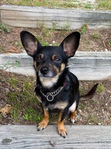 Ever Heard Of A Chiweenie