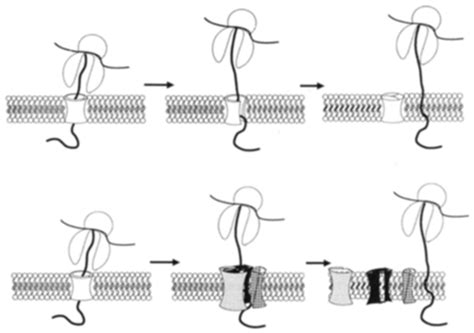 Model For The Integration Of Transmembrane Proteins Download