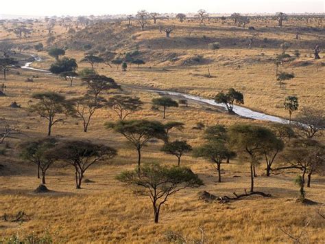 Tarangire National Park Tanzania National Geographic Savanna