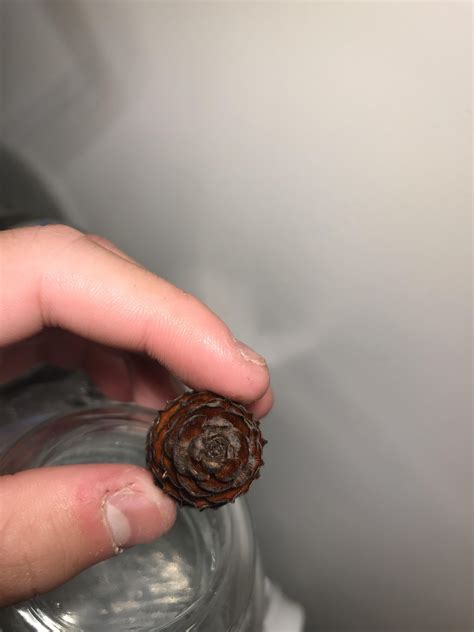 Id For This Pinecone Looking Seed Pod Please Found In Heathcote Nsw Raustralianplants