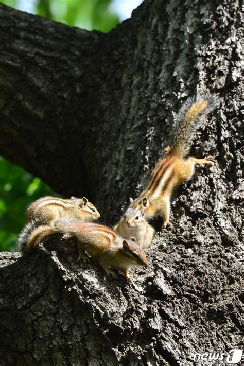 경주 황성공원 숲에 봄 소풍 나온 다람쥐 가족  인스티즈 Instiz 이슈 카테고리