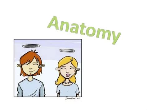 PPT Anatomy PowerPoint Presentation Free Download ID