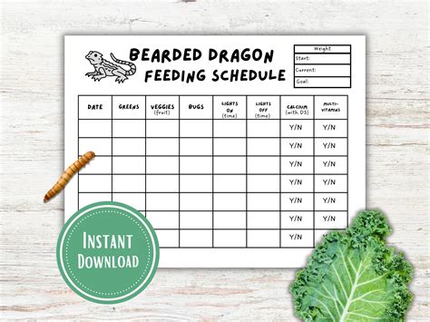 Bearded Dragon Food List Vegetables How Big Do Bearded Dragons Get