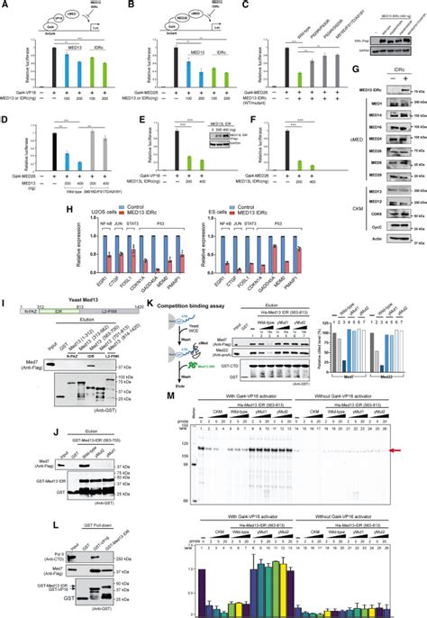 Structural Basis Of The Human Transcriptional Mediator Regulated By Its