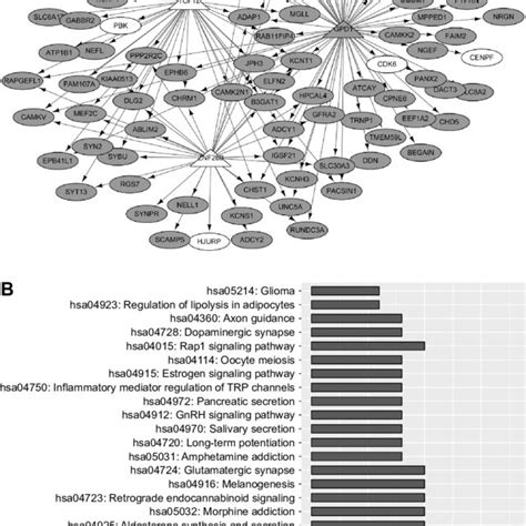Regulatory Network Construction And Pathway Enrichment Analysis Of