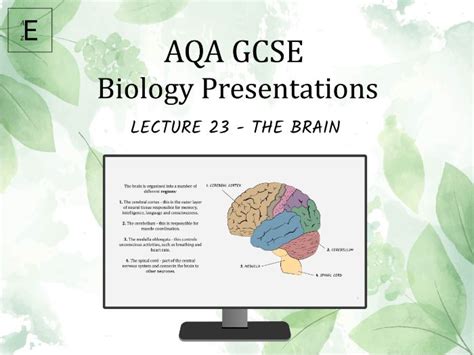 Aqa Gcse Biology Lecture 23 The Brain Teaching Resources