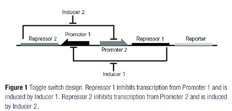 Bistable Genetic Toggle Switch Figure From Gardner Et Al 2000 More Download Scientific