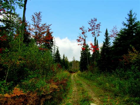 무료 이미지 나무 좁은 길 황야 꼬리 목초지 가을 국가 흙길 시골의 시즌 산등성이 그림 물감 초목 삼림지 서식지 자연 산책로 작고 보기 흉한